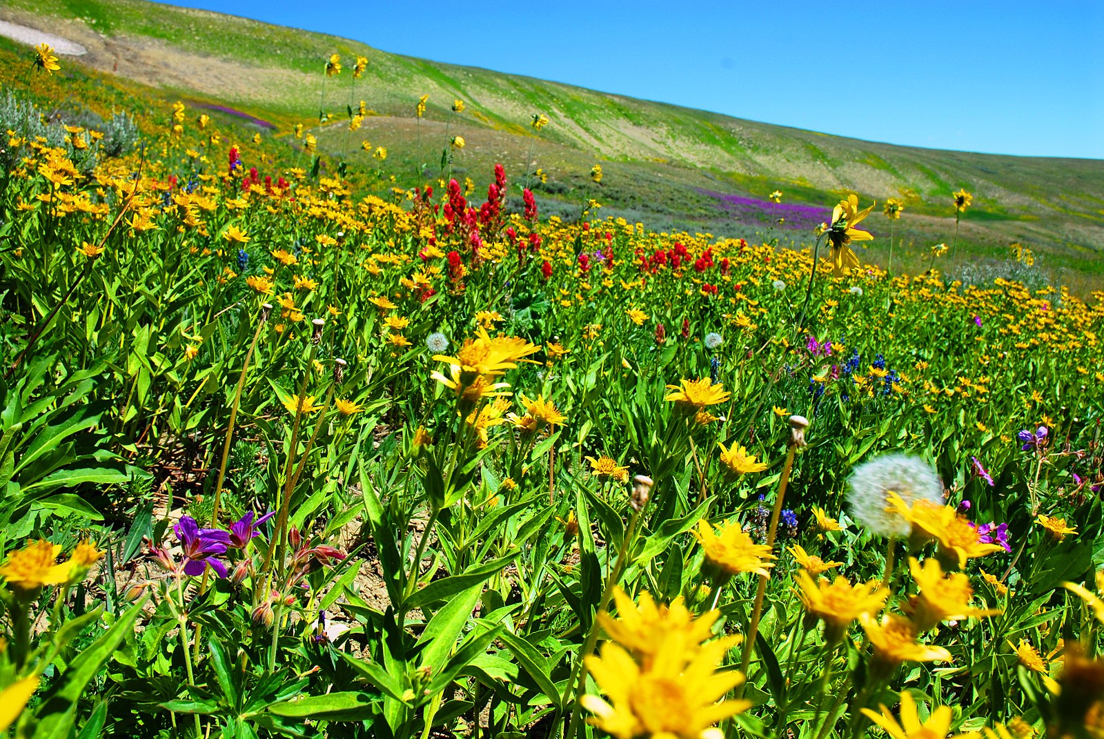 wyoming flower fields